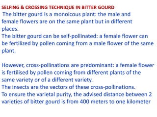 VSC 301 BITTER GOURD production and breeding | PPTX