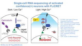 Behavior- and Modality-General Representation of Confidence in ...