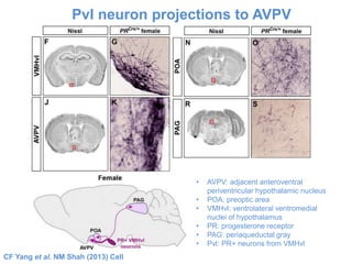 Periodic Remodeling in a Neural Circuit Governs Timing of Female Sexual ...