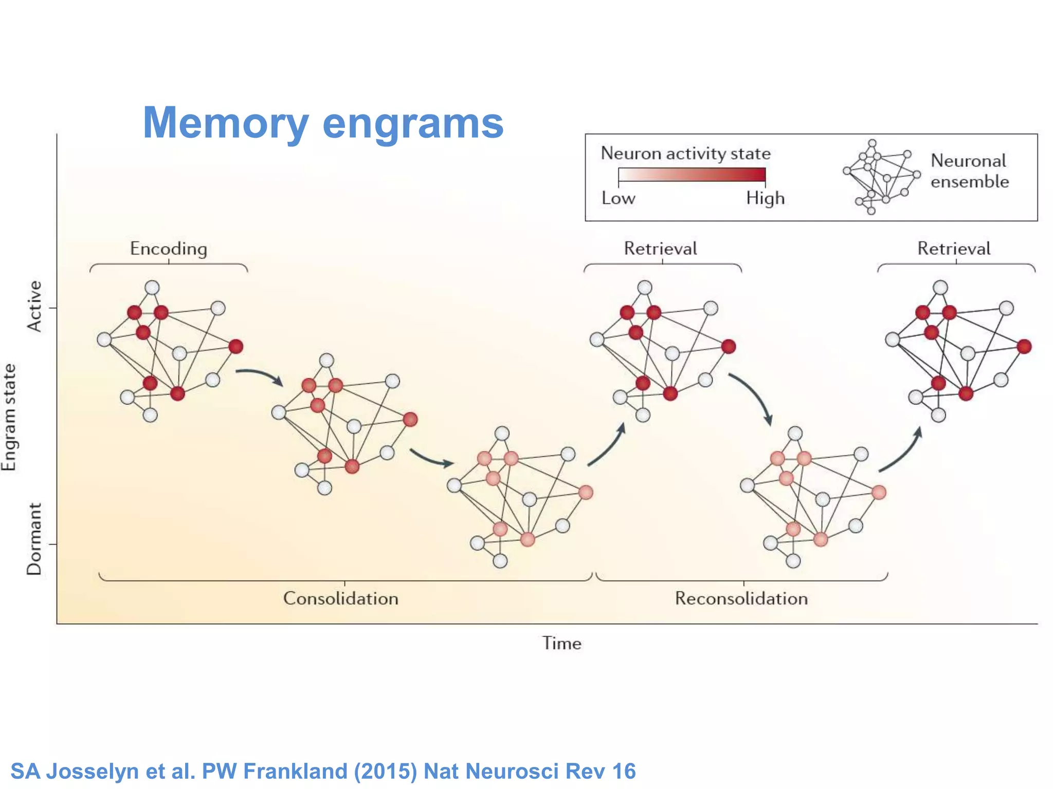 A Fear Memory Engram and Its Plasticity in the Hypothalamic Oxytocin ...