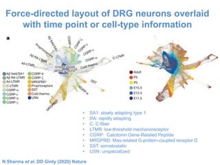 The emergence of transcriptional identity in somatosensory neurons | PPT