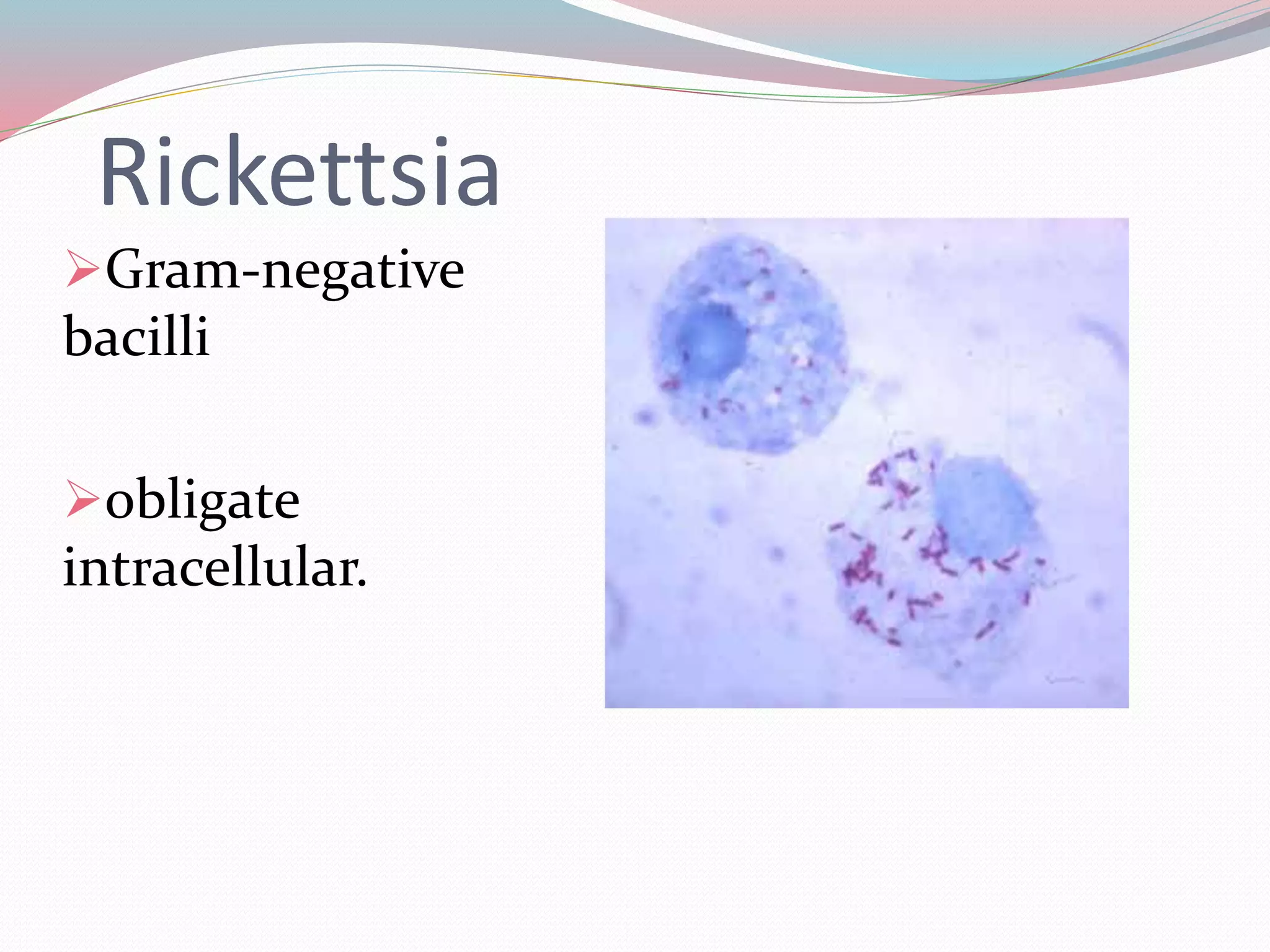 Rickettsial infections | PPTX