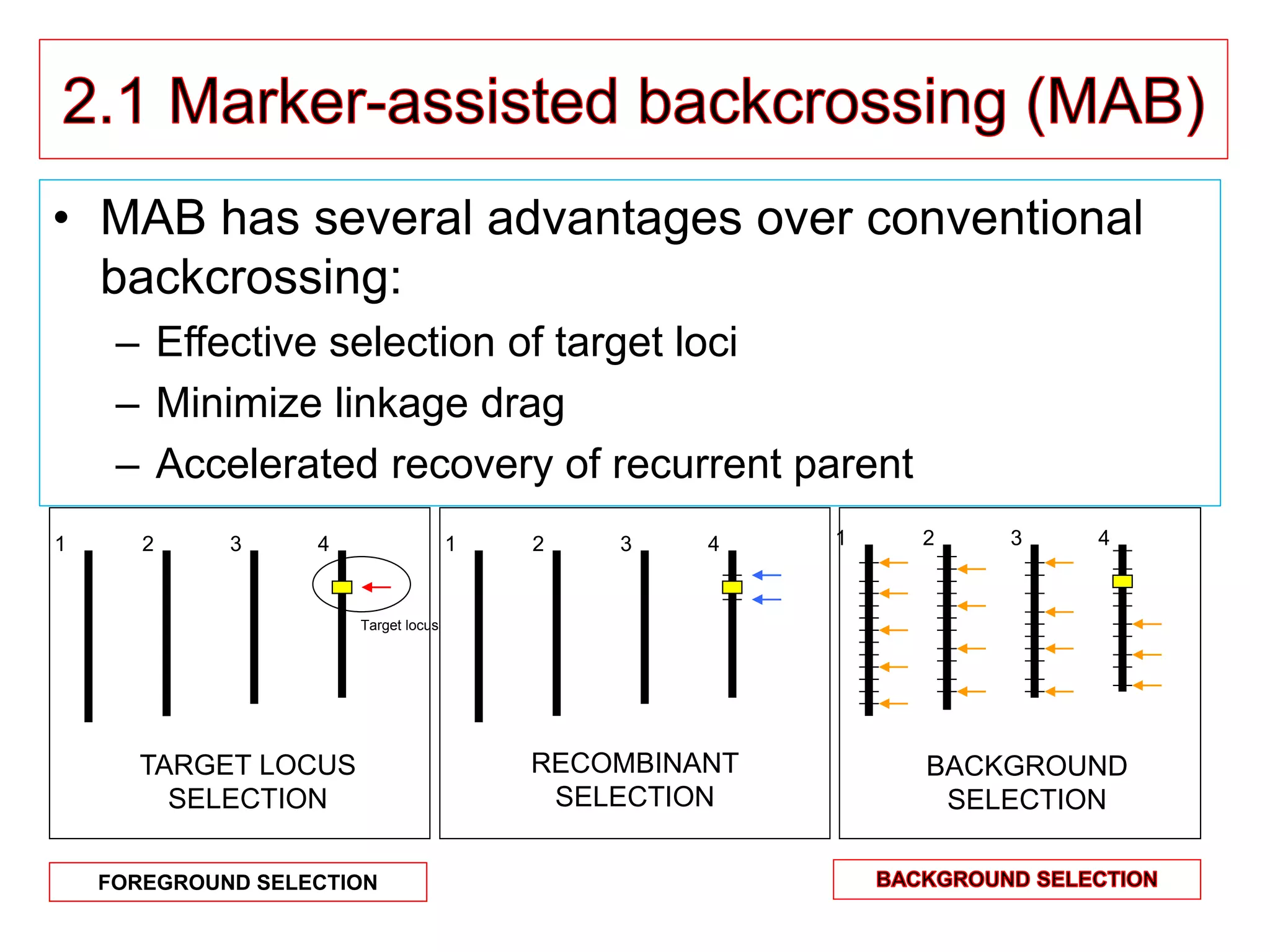 MARKER ASSISTED SELECTION IN CROP IMPROVEMENT | PPTX