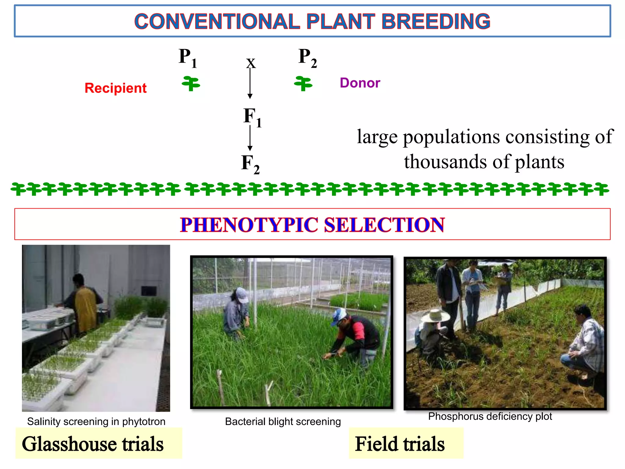 MARKER ASSISTED SELECTION IN CROP IMPROVEMENT | PPTX | Agriculture ...