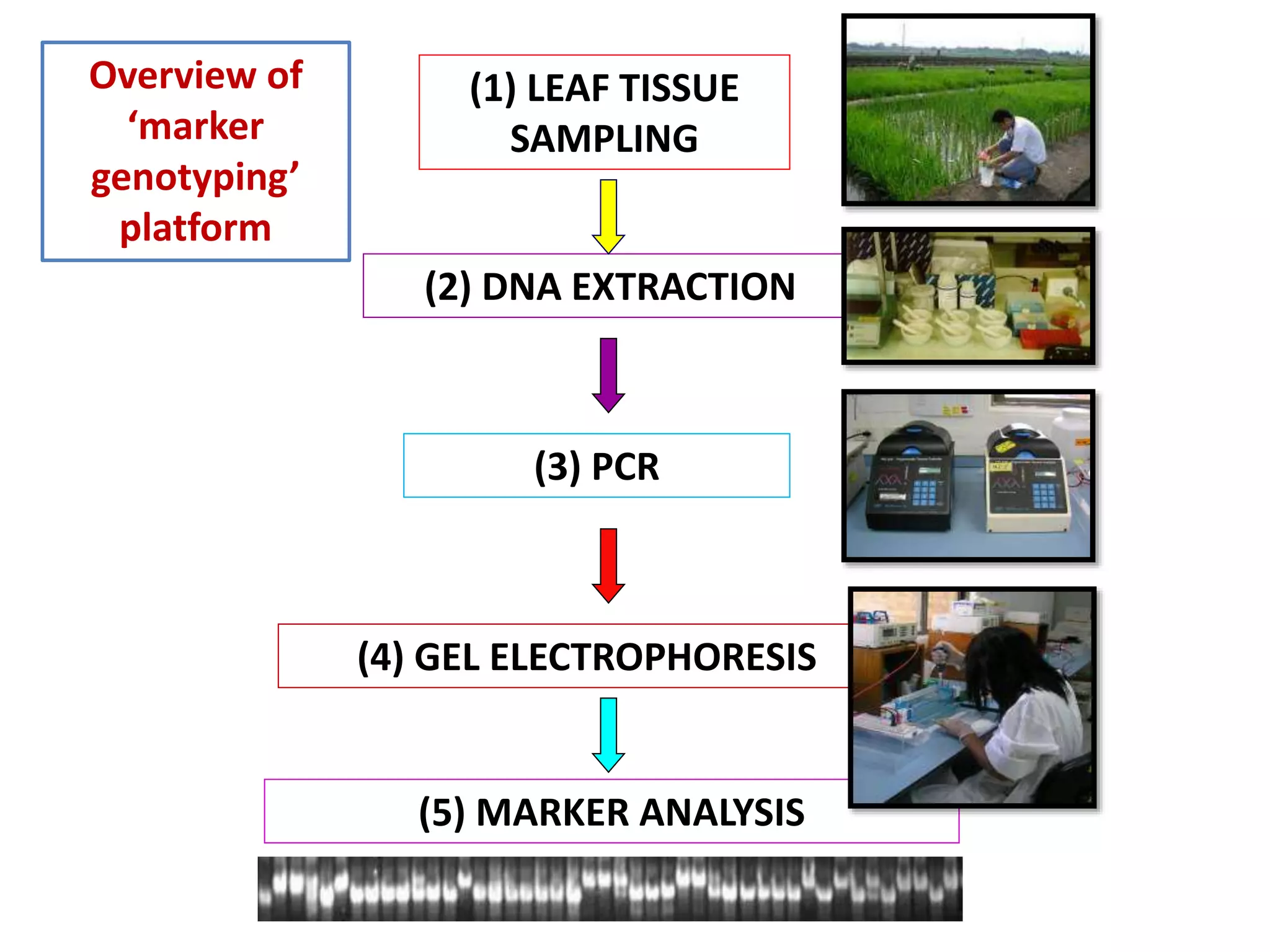 MARKER ASSISTED SELECTION IN CROP IMPROVEMENT | PPTX | Agriculture ...