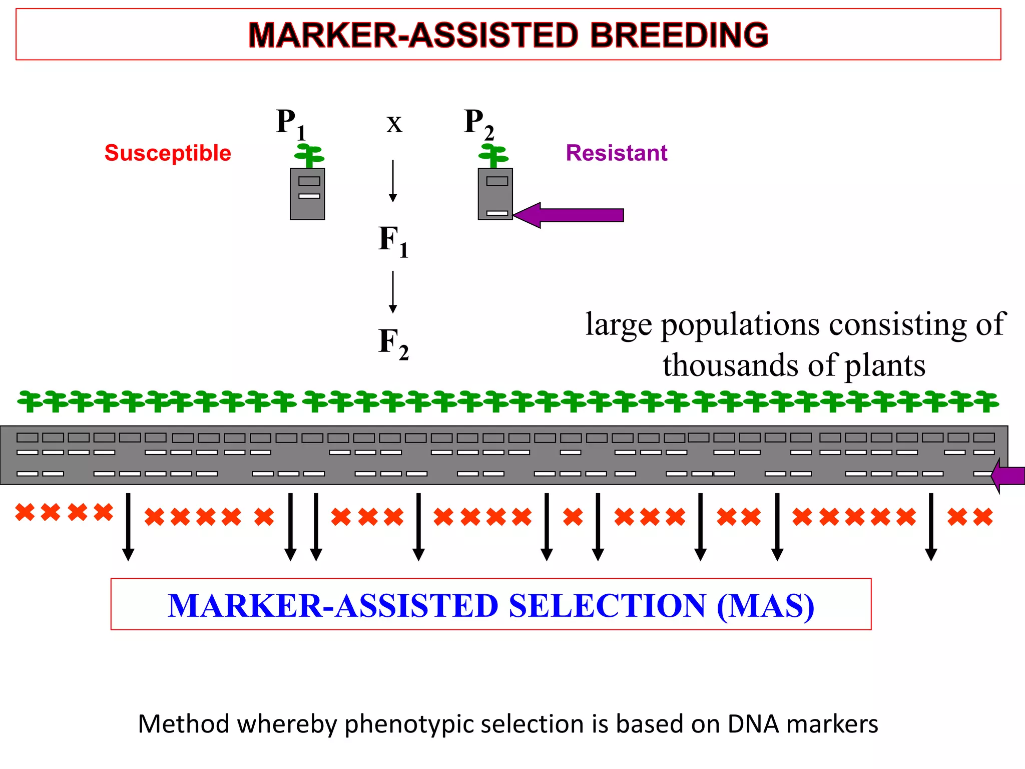MARKER ASSISTED SELECTION IN CROP IMPROVEMENT | PPTX