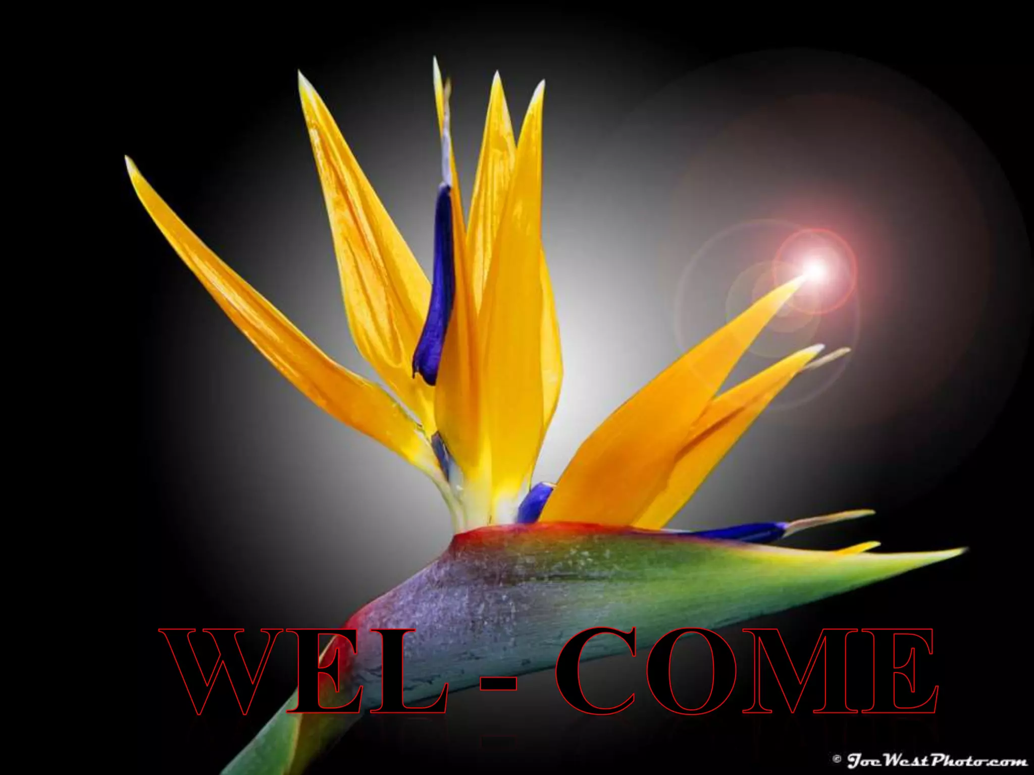 Breeding methods in cross pollinated crops with major emphasis on ...