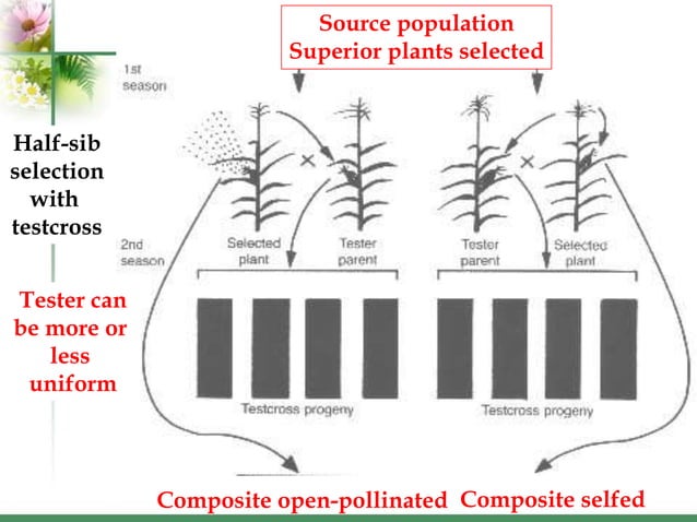 Breeding methods in cross pollinated crops with major emphasis on ...