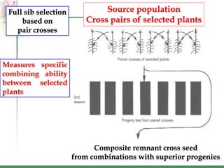 Breeding methods in cross pollinated crops with major emphasis on ...