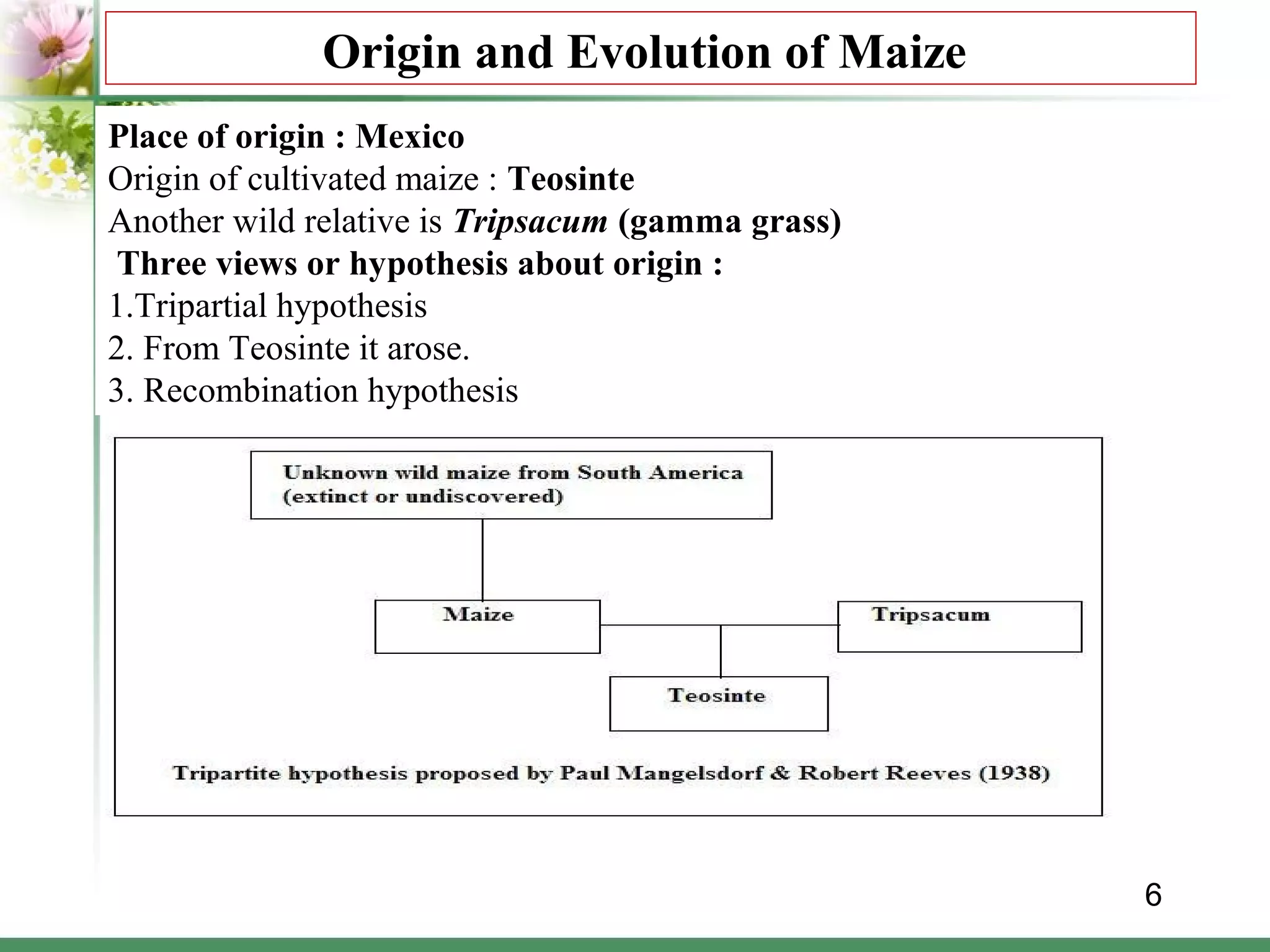 HISTORY, DISCRIPTION, CLASSIFICATION, ORIGIN AND PHYLOGENETIC ...