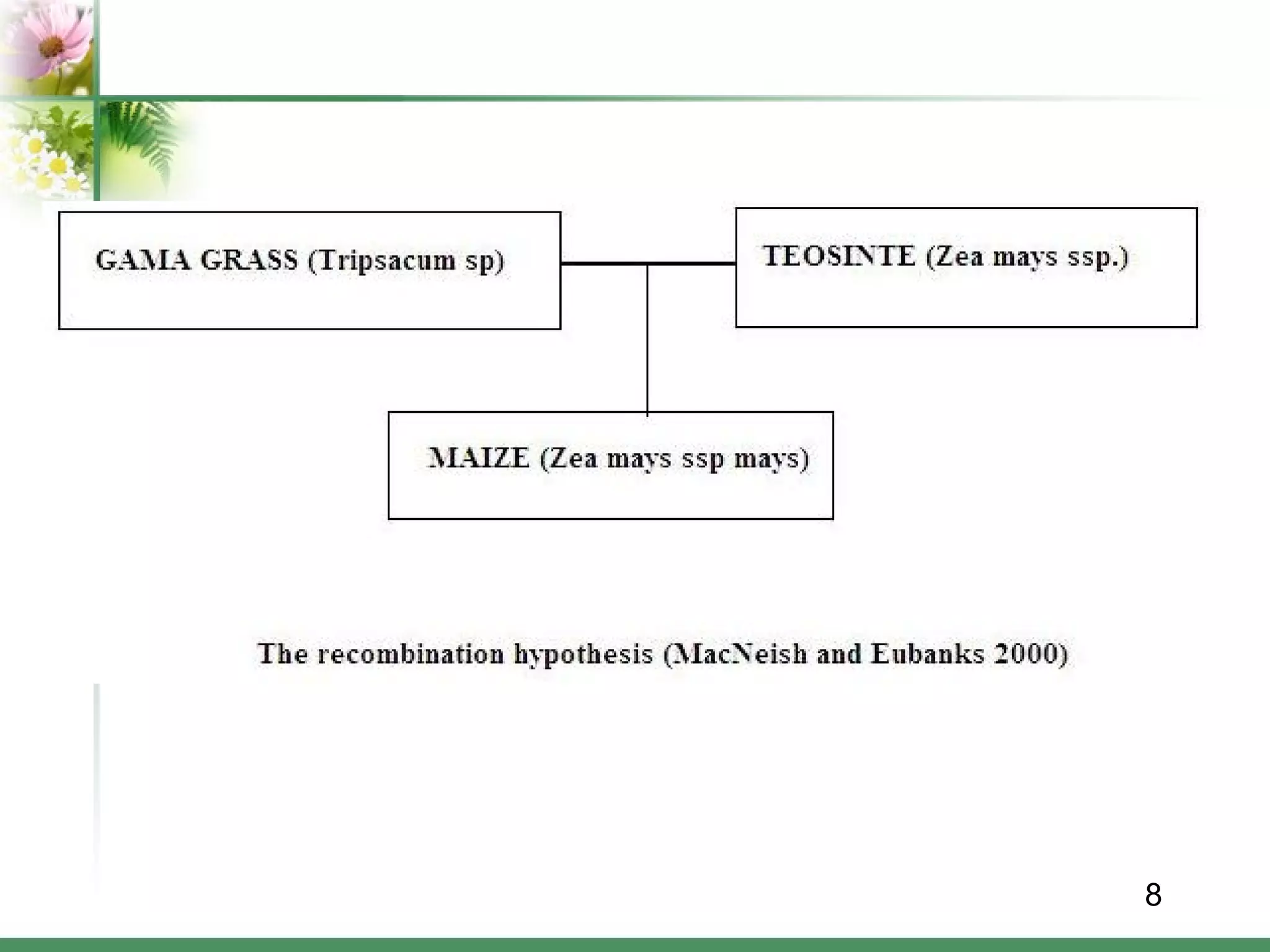 HISTORY, DISCRIPTION, CLASSIFICATION, ORIGIN AND PHYLOGENETIC ...