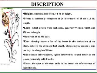 HISTORY, DISCRIPTION, CLASSIFICATION, ORIGIN AND PHYLOGENETIC ...