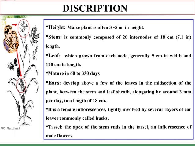 HISTORY, DISCRIPTION, CLASSIFICATION, ORIGIN AND PHYLOGENETIC ...
