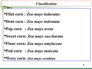 HISTORY, DISCRIPTION, CLASSIFICATION, ORIGIN AND PHYLOGENETIC ...
