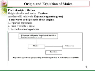 HISTORY, DISCRIPTION, CLASSIFICATION, ORIGIN AND PHYLOGENETIC ...