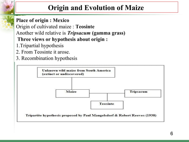 HISTORY, DISCRIPTION, CLASSIFICATION, ORIGIN AND PHYLOGENETIC ...