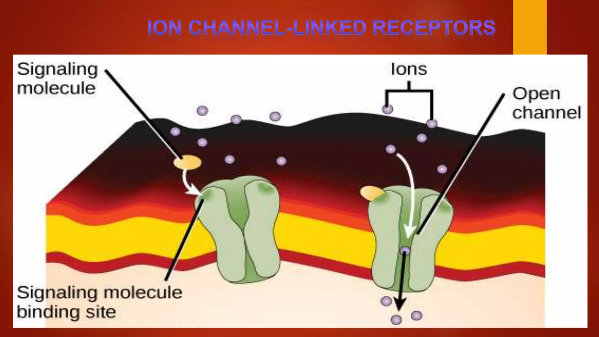 TYPES OF CELL SIGNALING RECEPTORS | PPTX