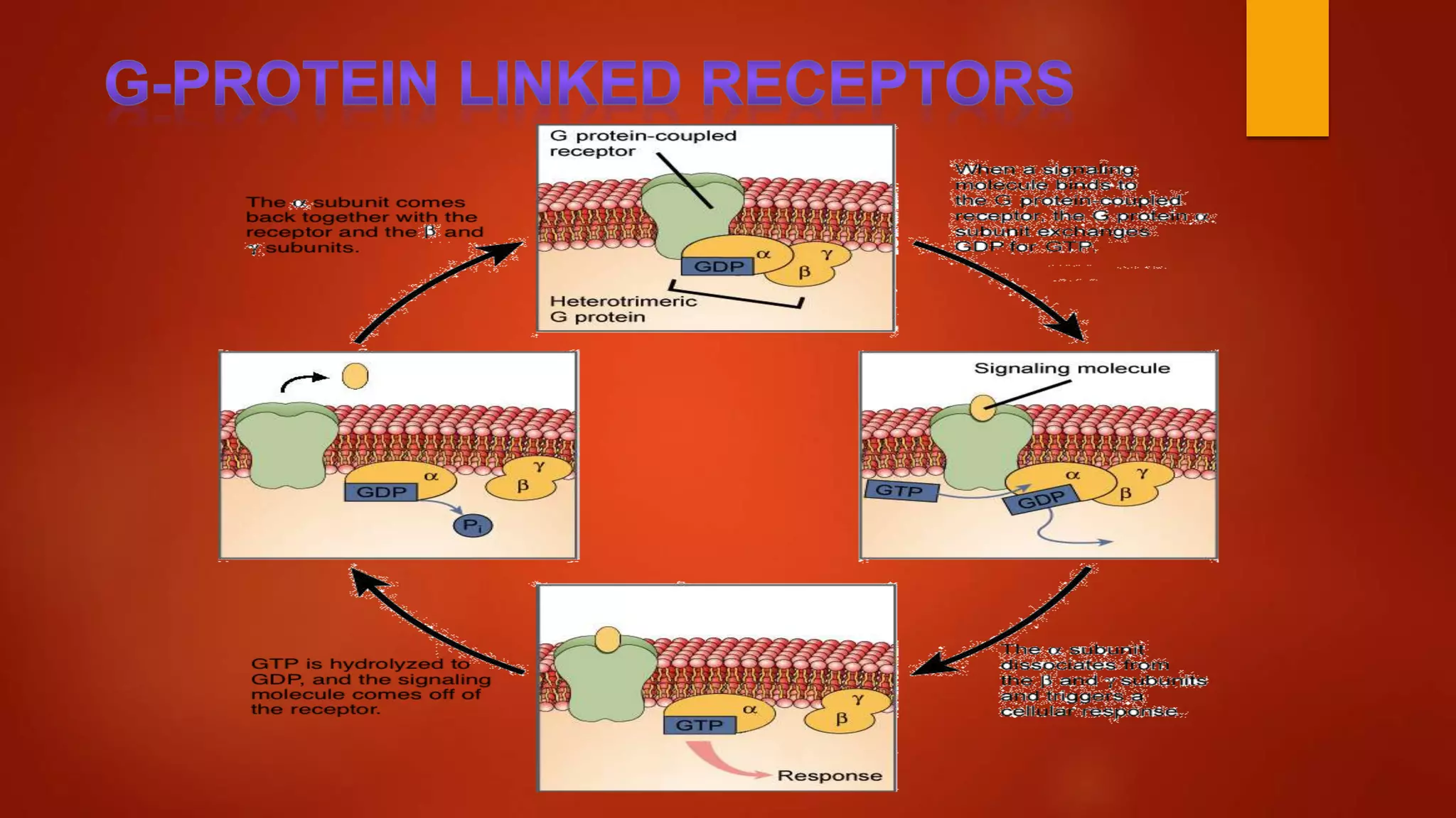 TYPES OF CELL SIGNALING RECEPTORS | PPTX
