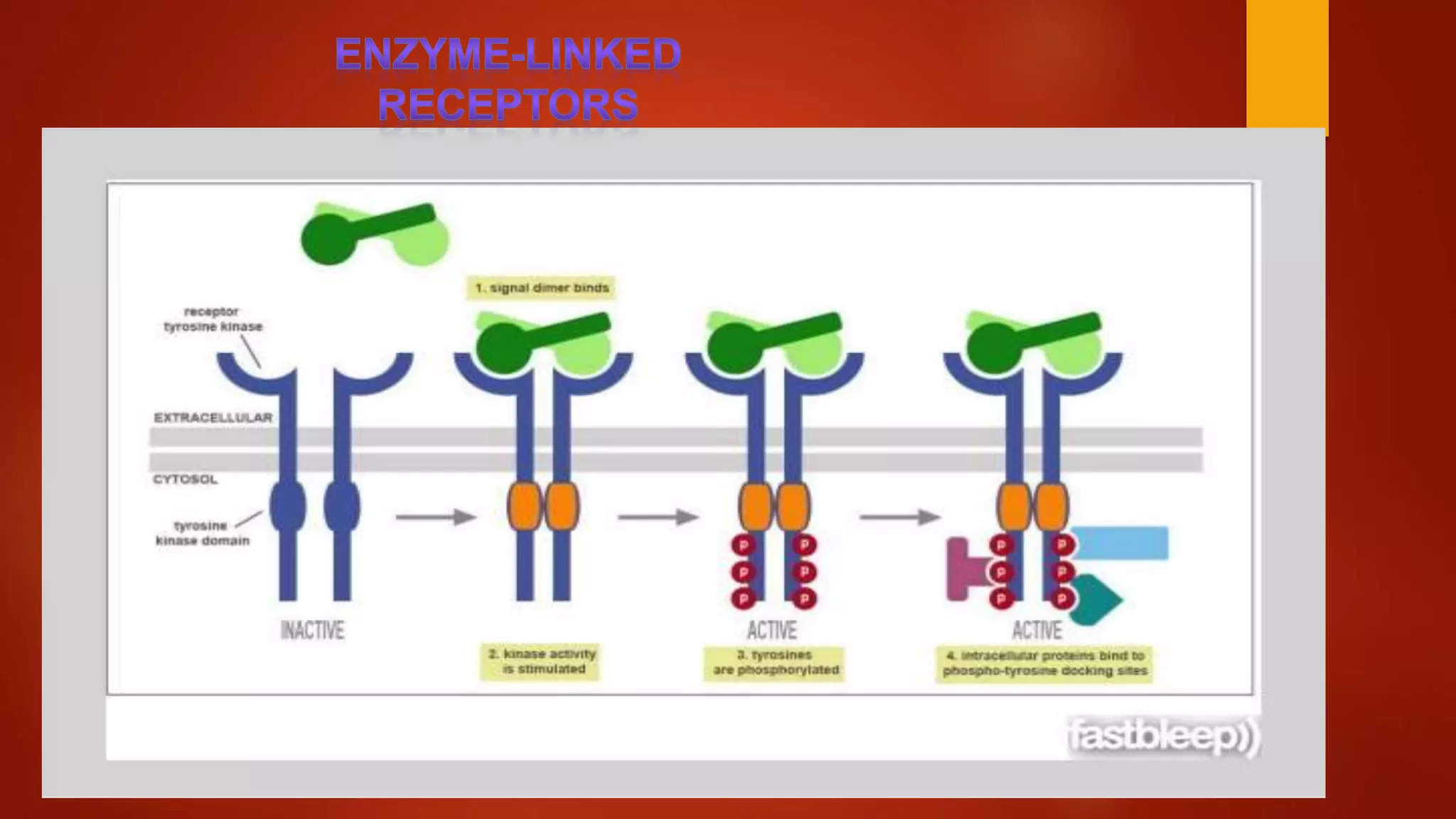 TYPES OF CELL SIGNALING RECEPTORS | PPTX