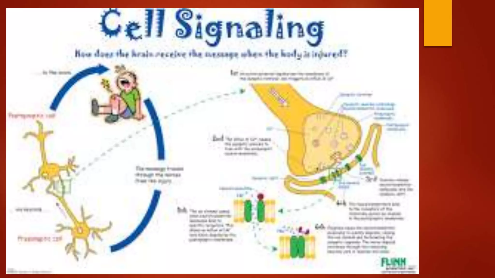 TYPES OF CELL SIGNALING RECEPTORS | PPTX