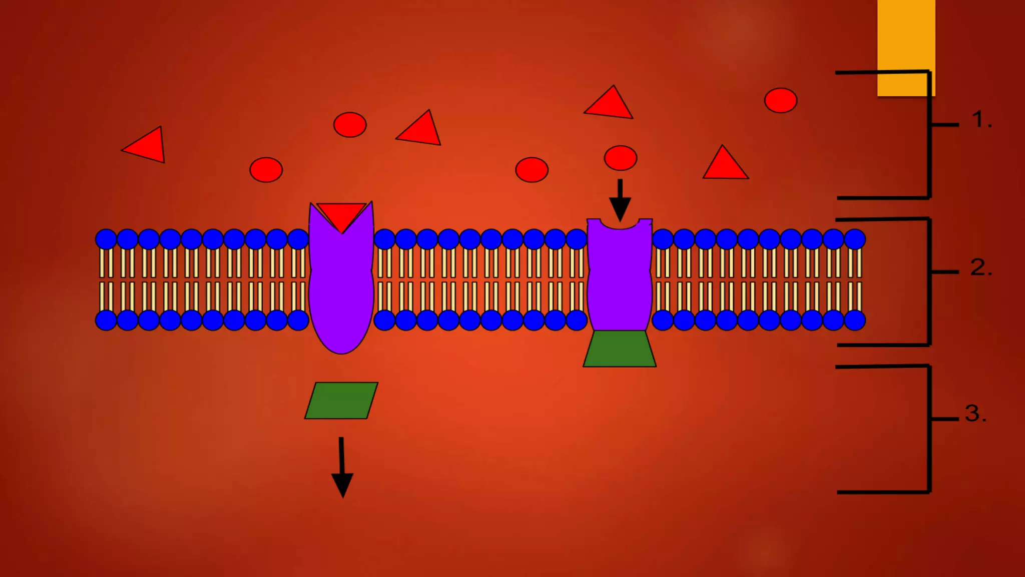 TYPES OF CELL SIGNALING RECEPTORS | PPTX