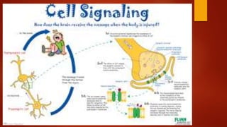 TYPES OF CELL SIGNALING RECEPTORS | PPTX
