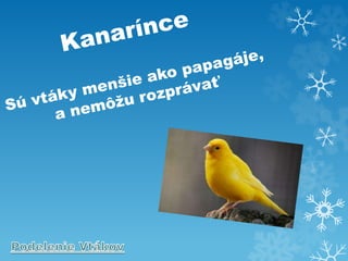 Vtáky | PPTX