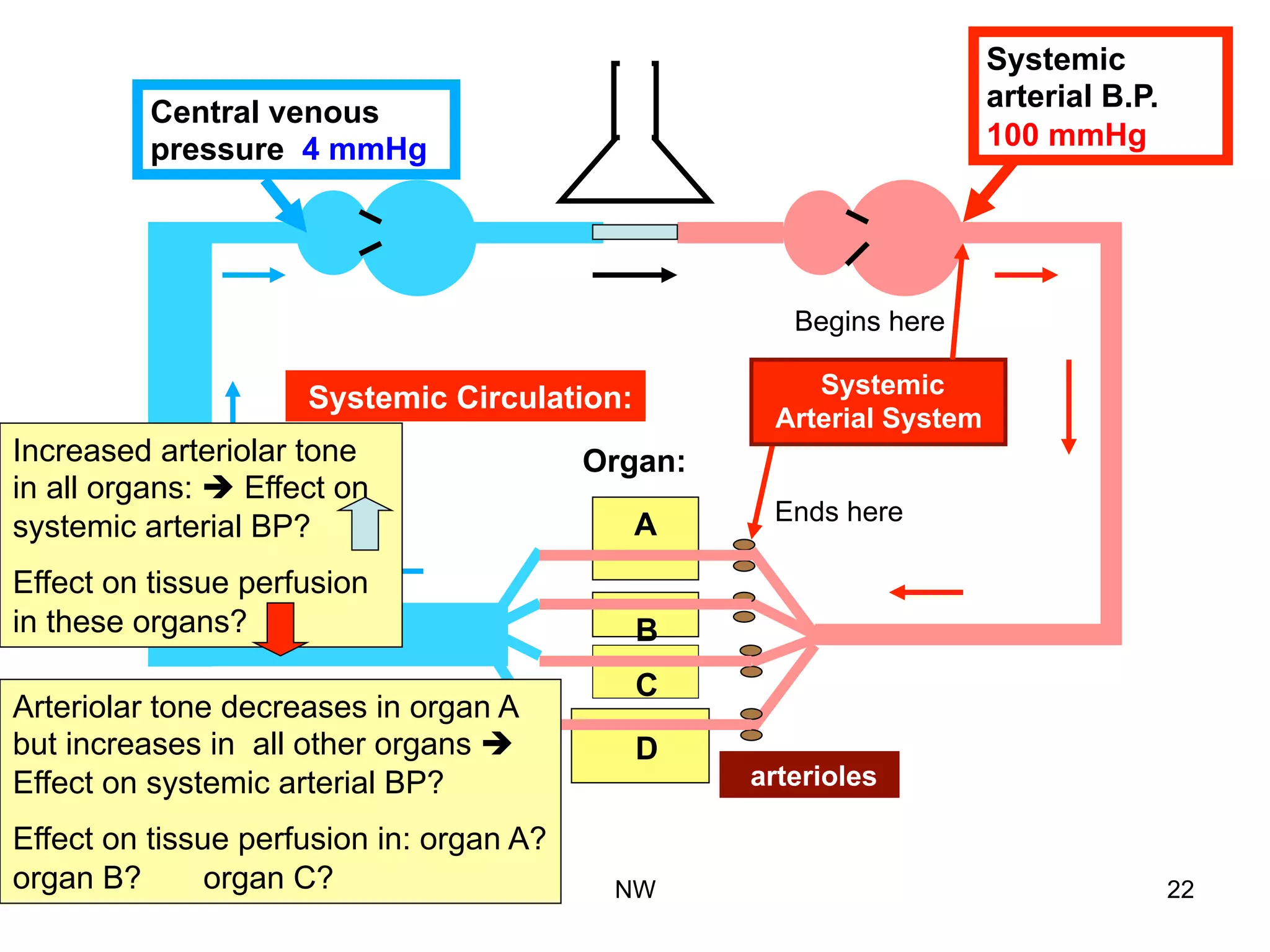 Vascular tone and tissue perfusion | PDF