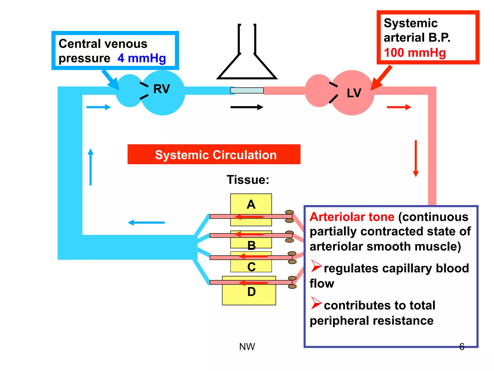 Vascular tone and tissue perfusion | PDF