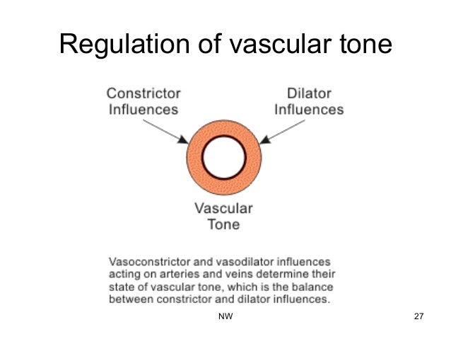 Vascular tone and tissue perfusion