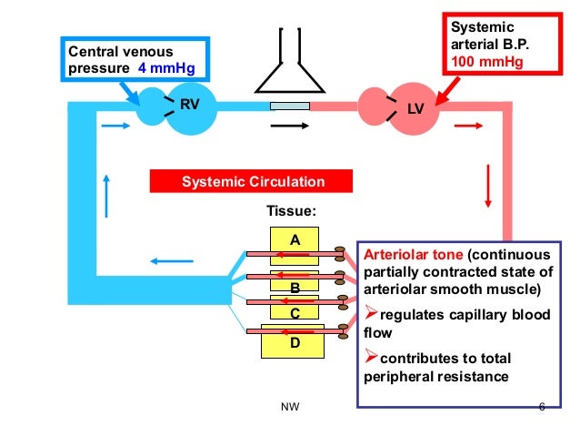 Vascular tone and tissue perfusion