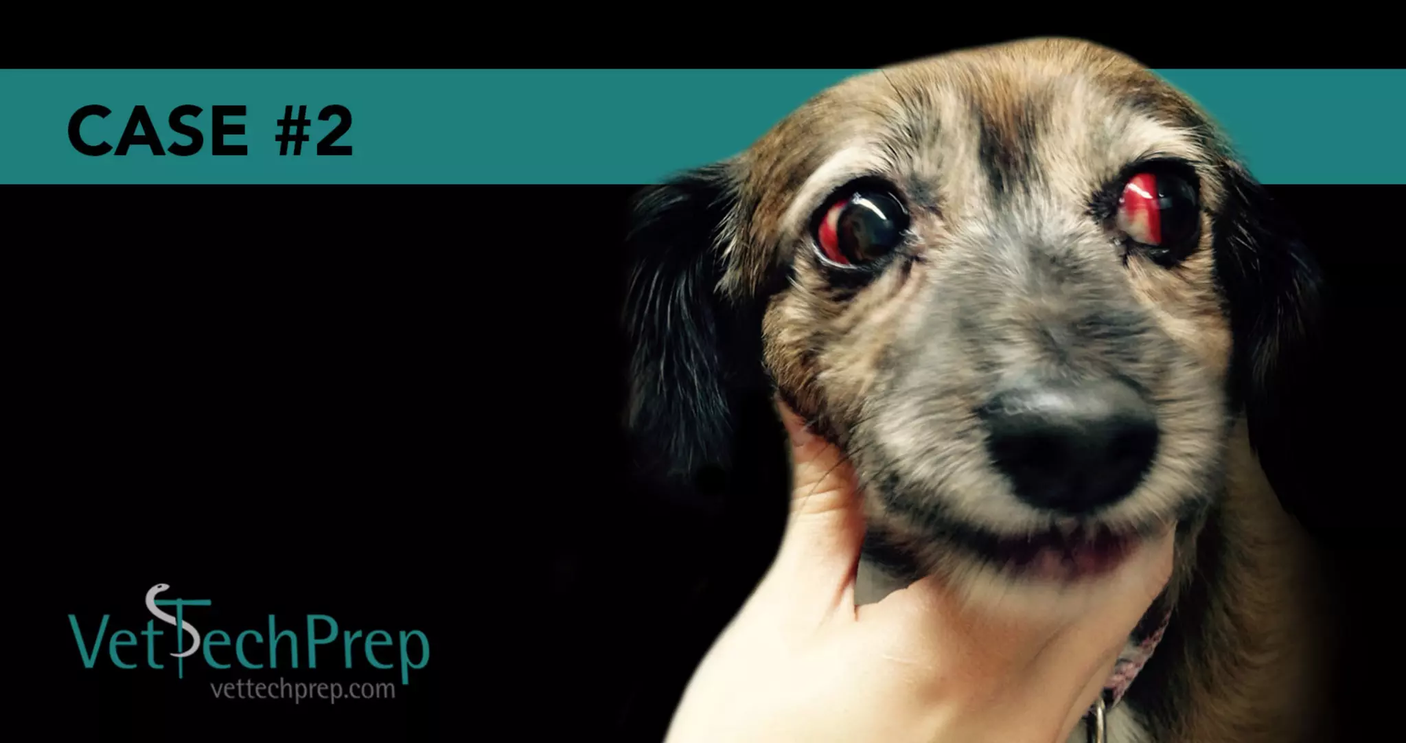 Vet Tech Prep Eye Challenge | PPT