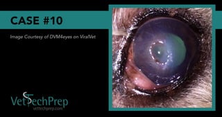 Vet Tech Prep Eye Challenge | PPT