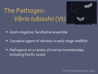 Vibrio tubiashii and Pacific oyster disease susceptibility | PPTX
