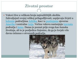 Vukovi | PPTX