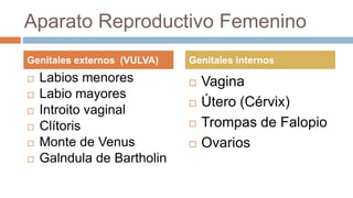 Vulva | PPTX