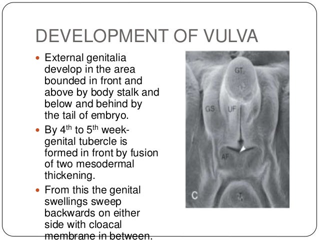 Vulva