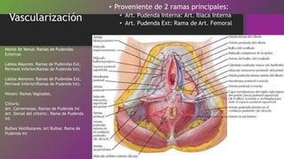 Vasos E Inervacion De La Vulva Femenina Pptx