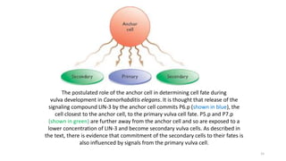 Vulva development - C.elegans | PPTX