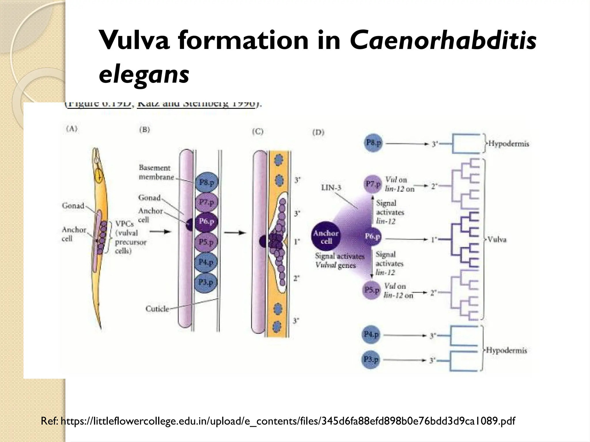 Vulva Formation in C. elegans by Dr.M.Jothimuniyandi | PPTX