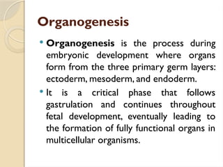 Vulva Formation in C. elegans by Dr.M.Jothimuniyandi | PPTX