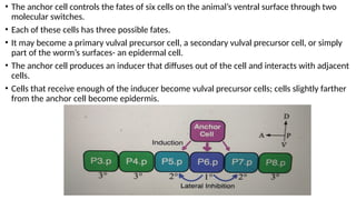 Vulva formation in C elegans.pptxmbjhchgncj . | PPTX