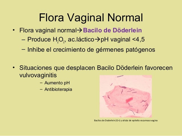 BACILO DE DODERLEIN PDF
