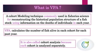 Vurtual population analysis ( VPA) | PPTX