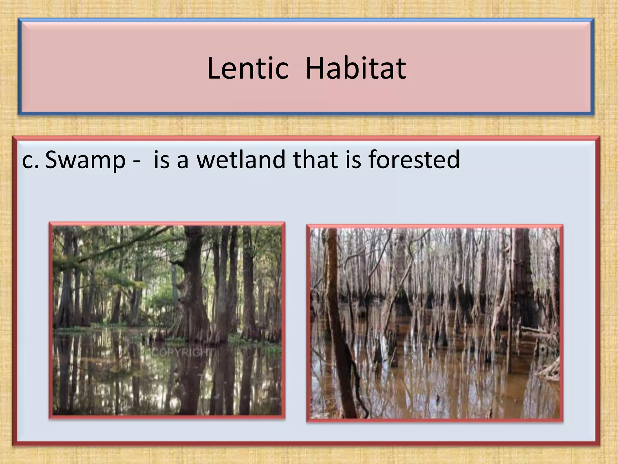 Freshwater Ecology | PPTX