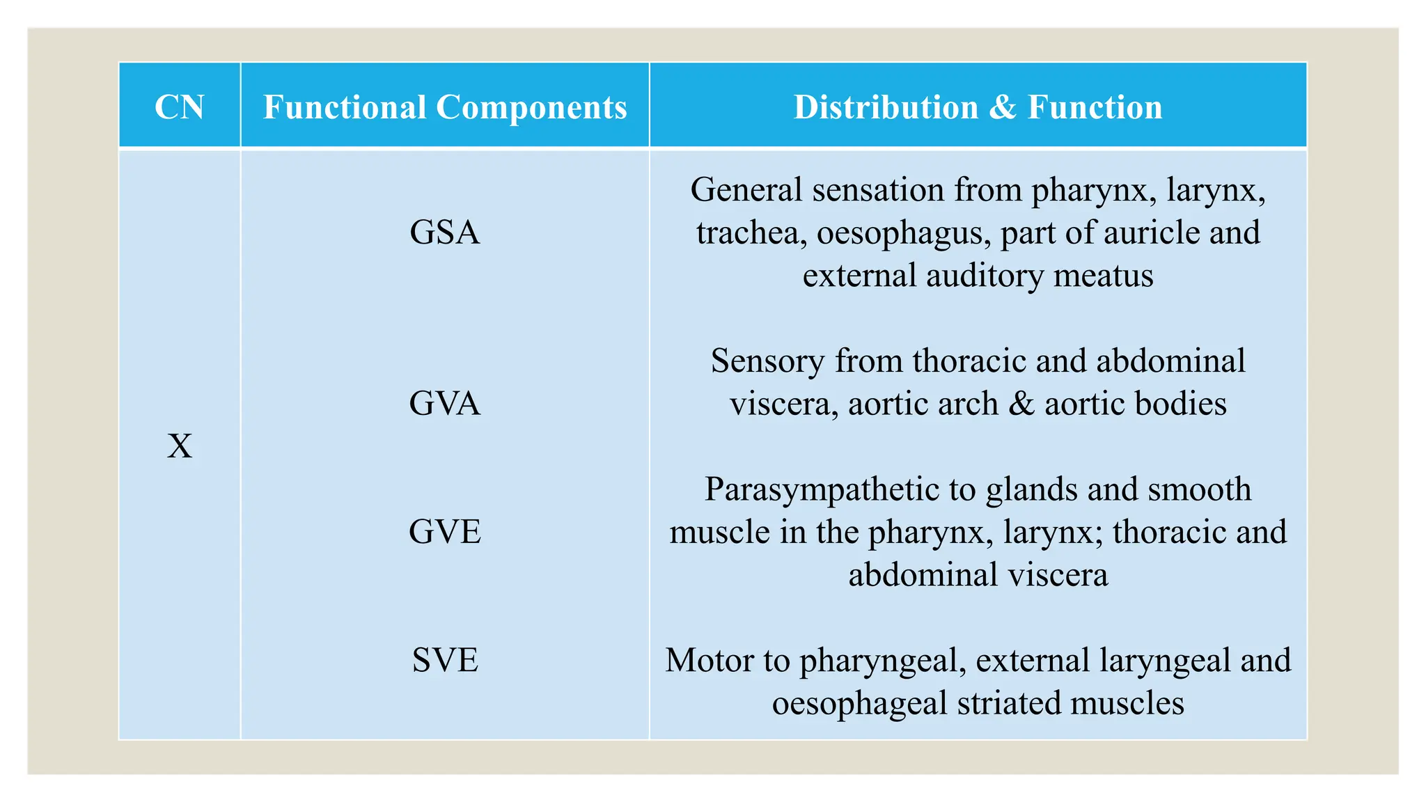 V, VI, VII, VIII Cranial nerves detail.pptx