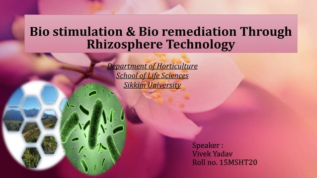 Bio stimulation & Bio remediation Through Rhizosphere Technology | PPT
