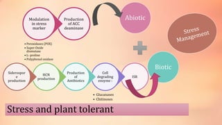 Bio stimulation & Bio remediation Through Rhizosphere Technology | PPTX