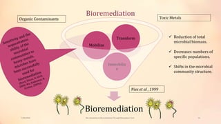Bio stimulation & Bio remediation Through Rhizosphere Technology | PPTX