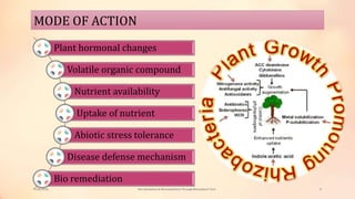 Bio stimulation & Bio remediation Through Rhizosphere Technology | PPTX